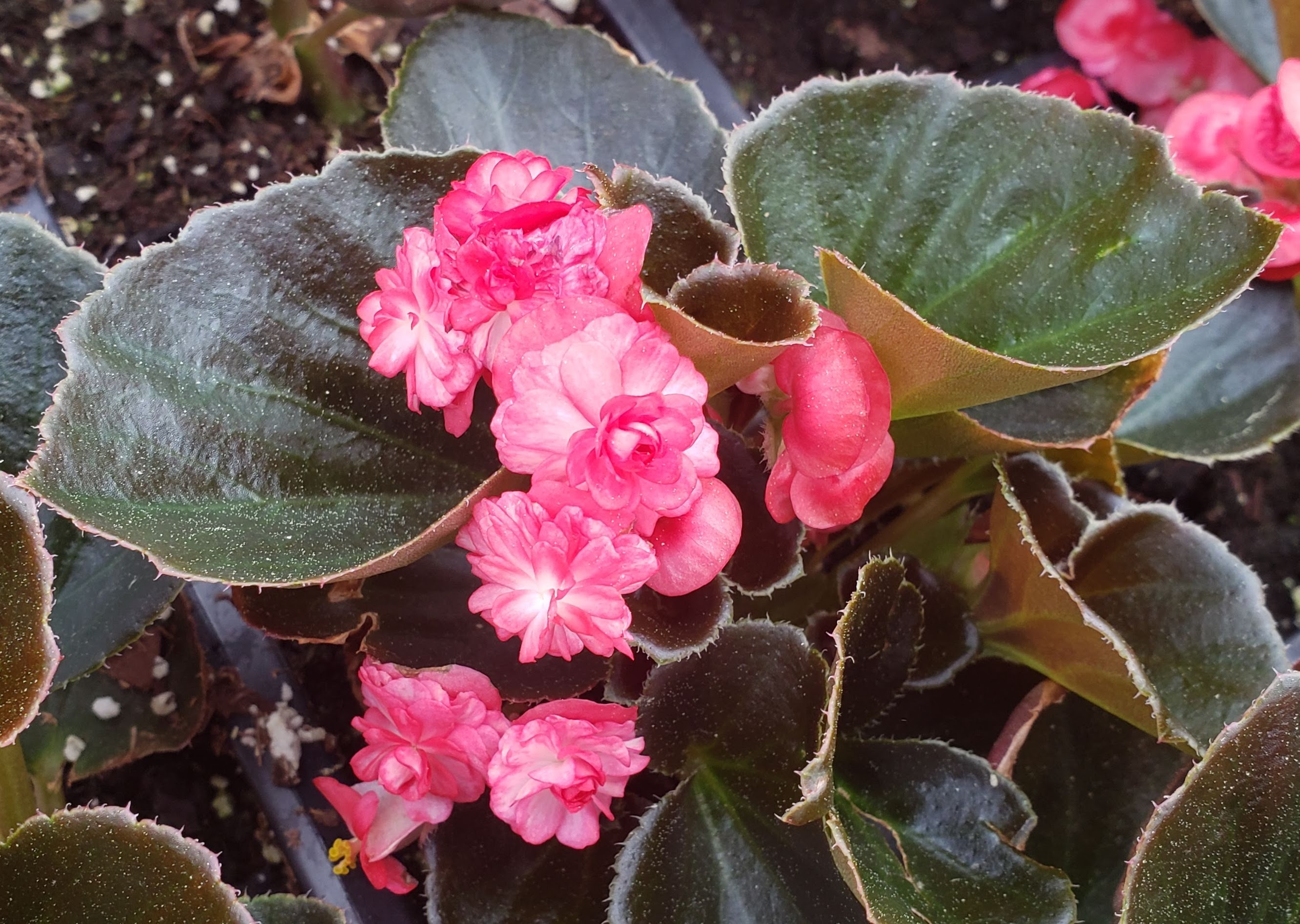 Begonia Doublet Red Premier Growers Inc 